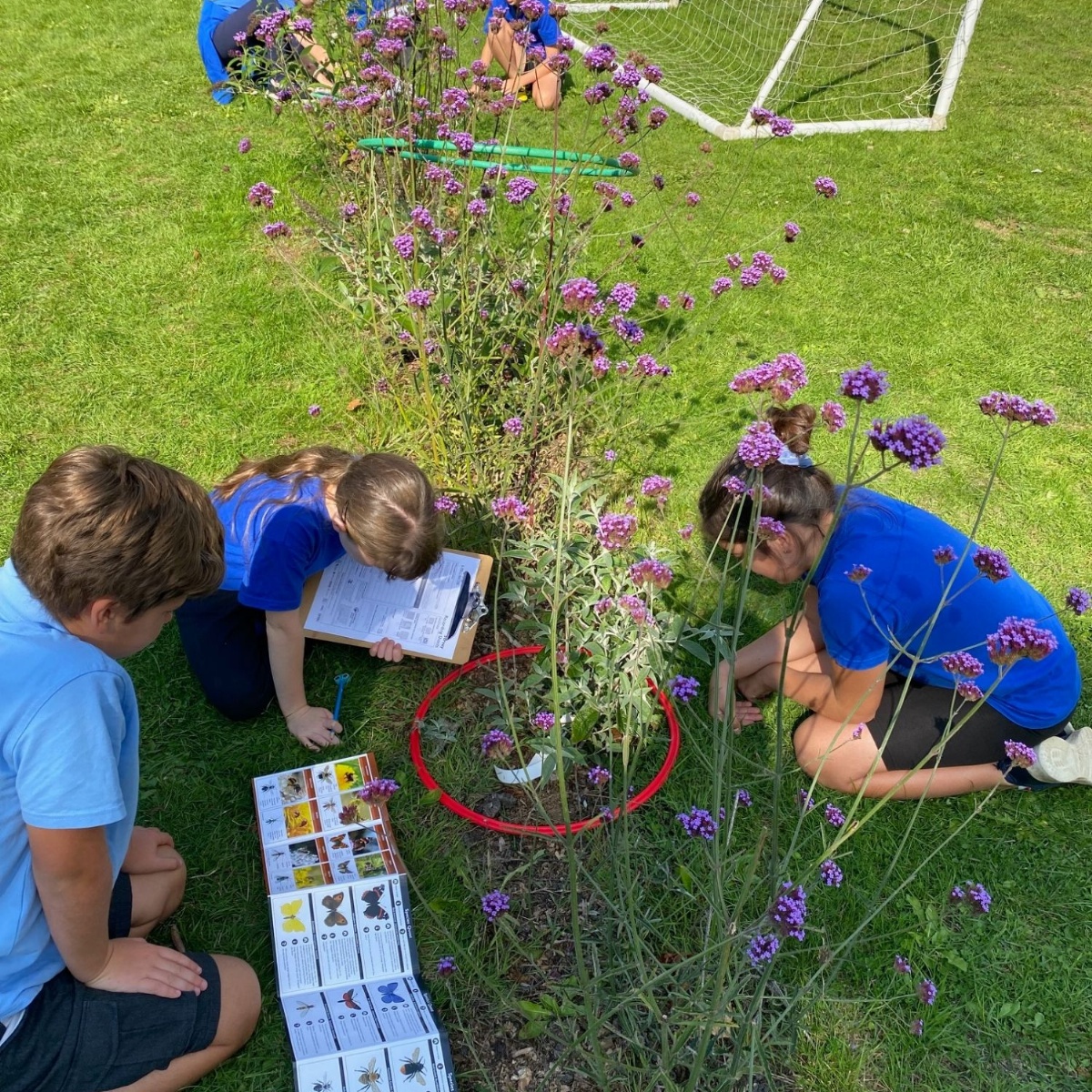 Droxford Junior School - Pollinator survey - whole school looking for ...